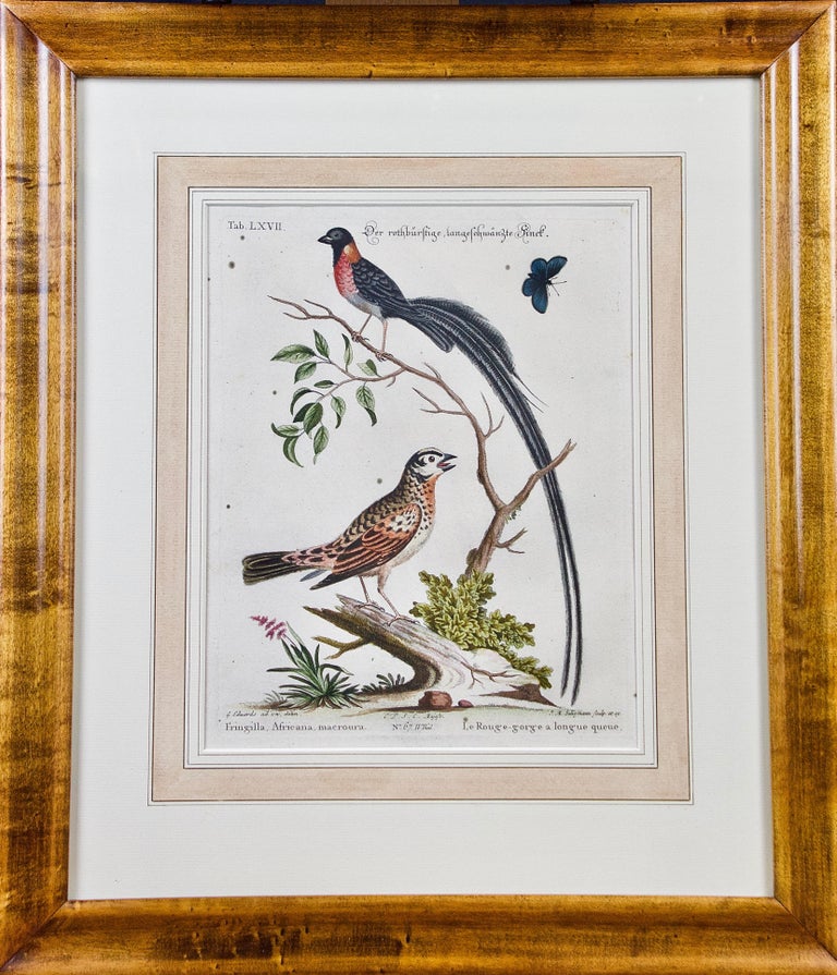 George Edwards - Three 18th Century Hand Colored Engravings of Birds by ...