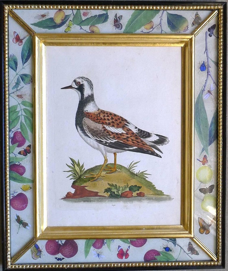 George Edwards Set of Twelve Bird Engravings, circa 1740 at 1stDibs