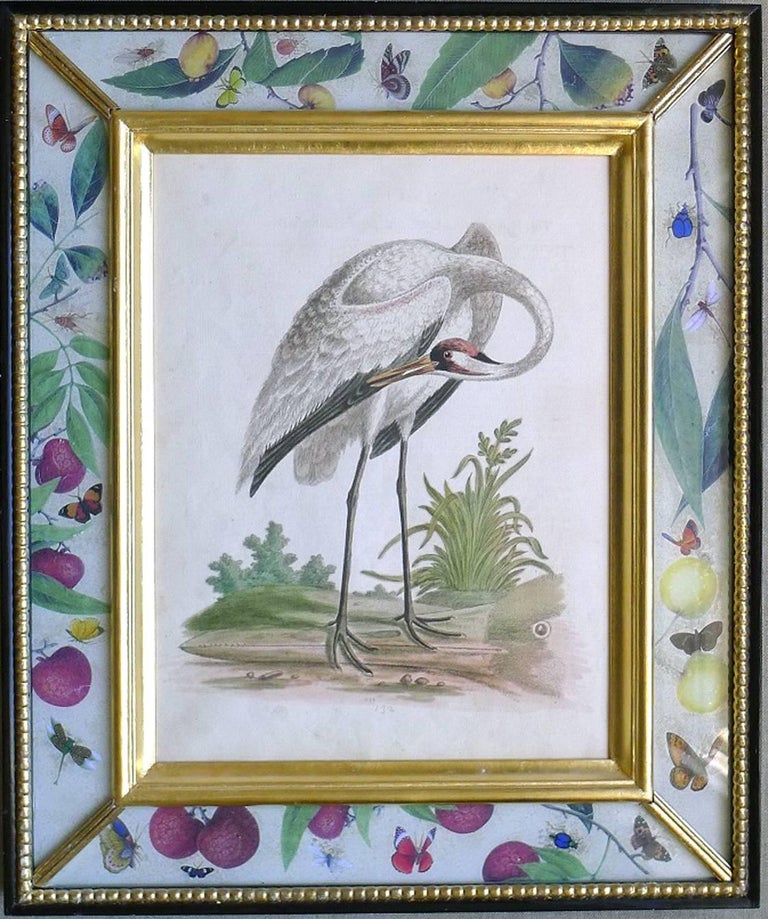 George Edwards Set of Twelve Bird Engravings, circa 1740 at 1stDibs