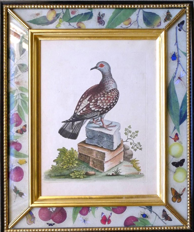 George Edwards Set of Twelve Bird Engravings, circa 1740 at 1stDibs