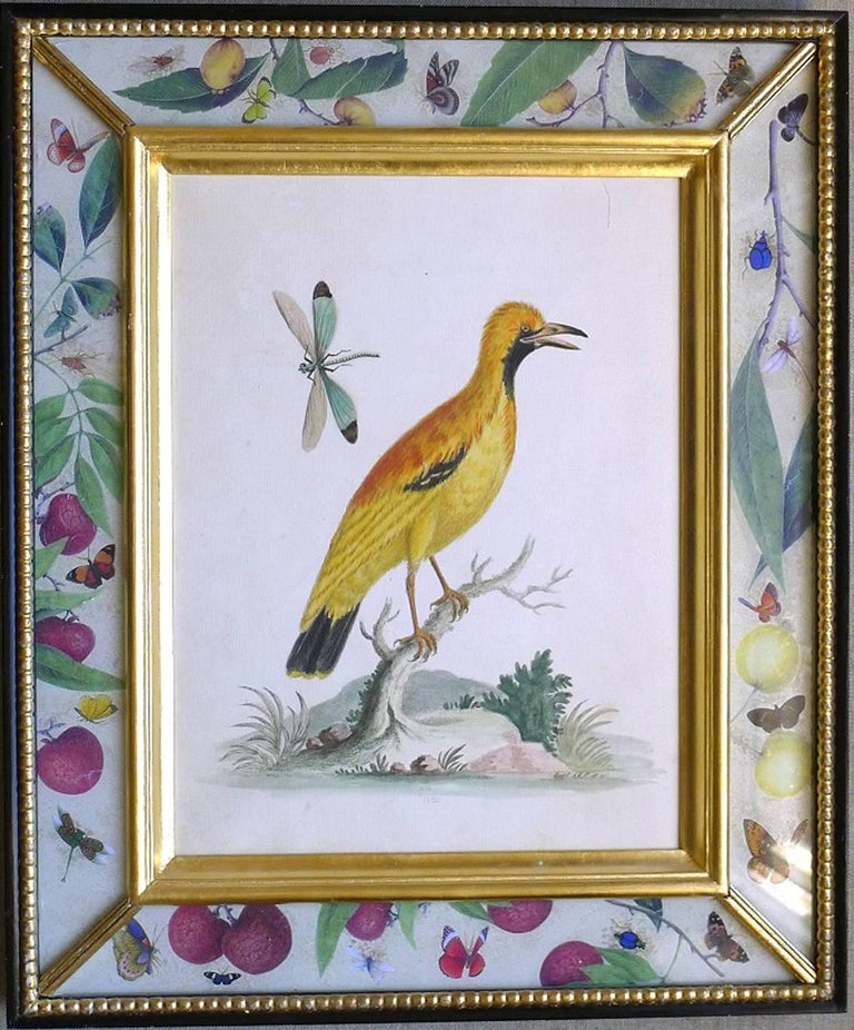George Edwards Set of Twelve Bird Engravings, circa 1740 at 1stDibs