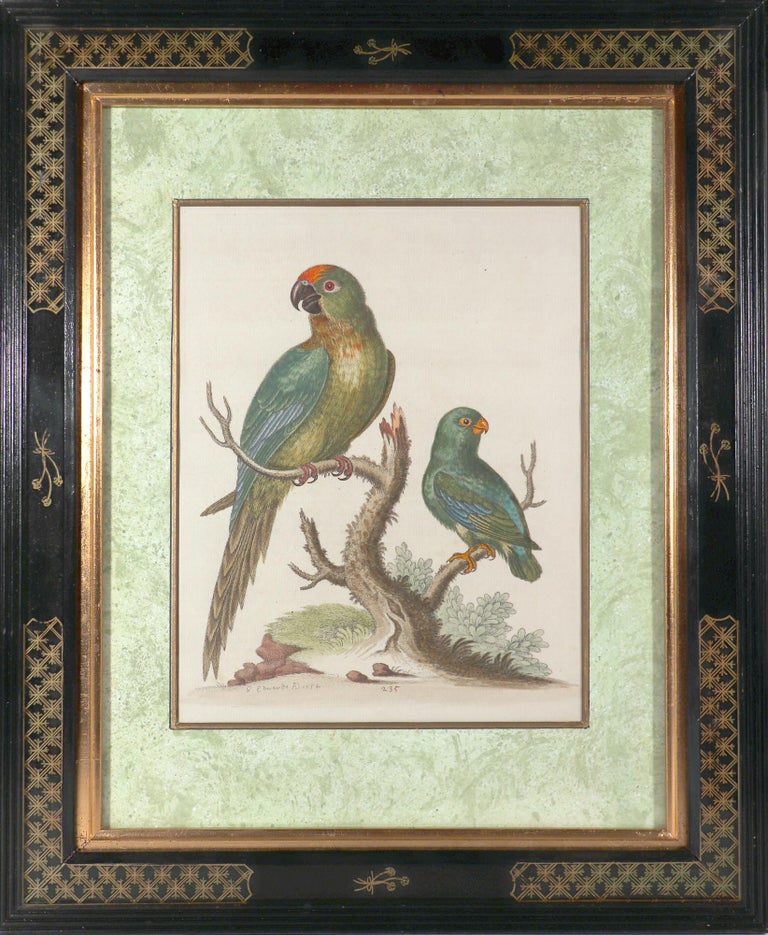 George Edwards Set of Twelve Parrot Engravings with Chinoiserie Frames ...