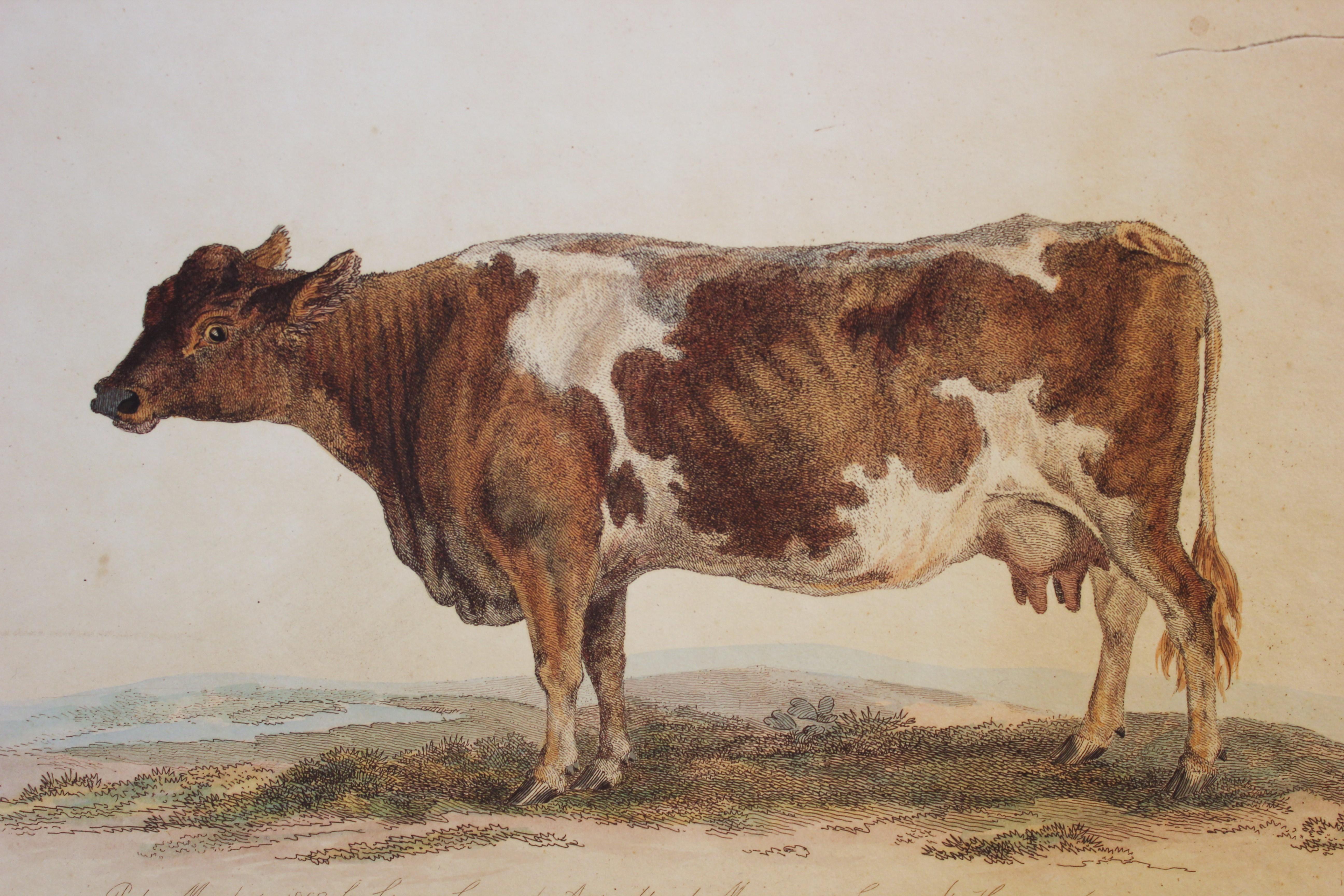 George Garrard - "A Suffolk Cow" Naturalistic Animal Engraving at ...