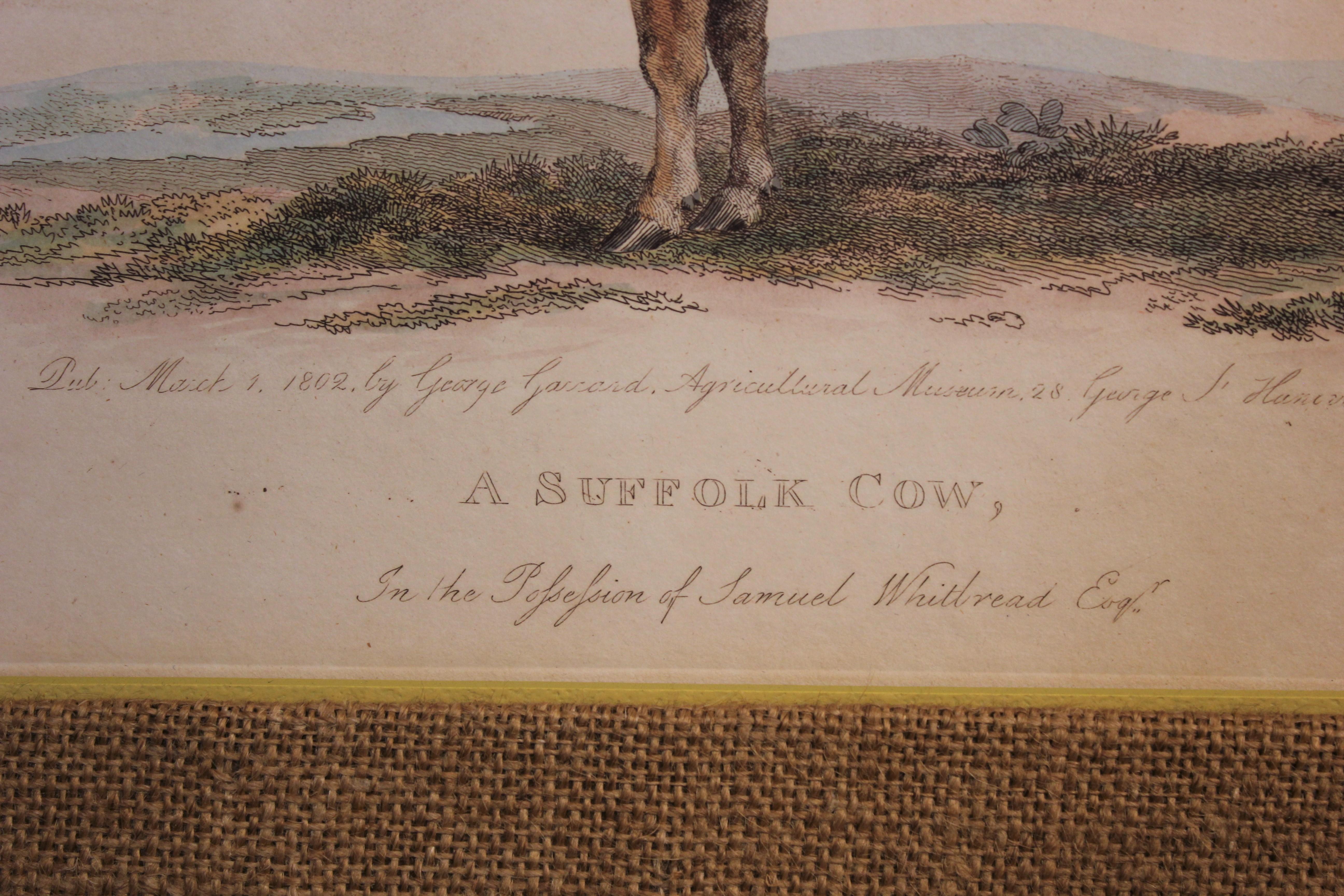 George Garrard - "A Suffolk Cow" Naturalistic Animal Engraving at ...