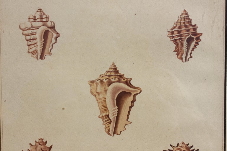 George Perry - Hand Painted Conch Shell Engravings For Sale at 1stDibs