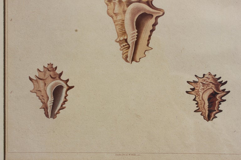 George Perry - Hand Painted Conch Shell Engravings For Sale at 1stDibs