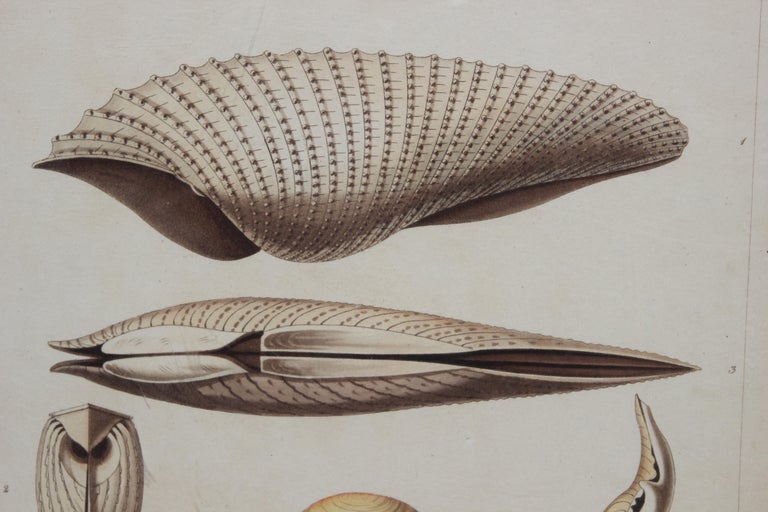 George Perry - "Pholas" 18th Century Shell Engravings For Sale at 1stDibs