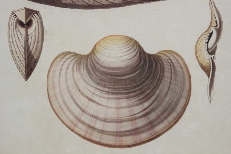 George Perry - "Pholas" 18th Century Shell Engravings For Sale at 1stDibs