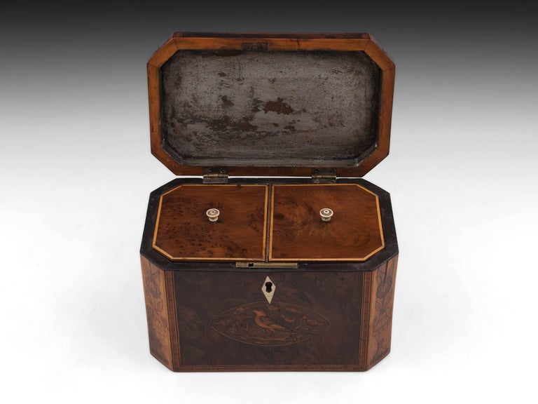 Georgian Antique Burr Yew Conch Shell Tea Caddy, 18th Century For Sale ...