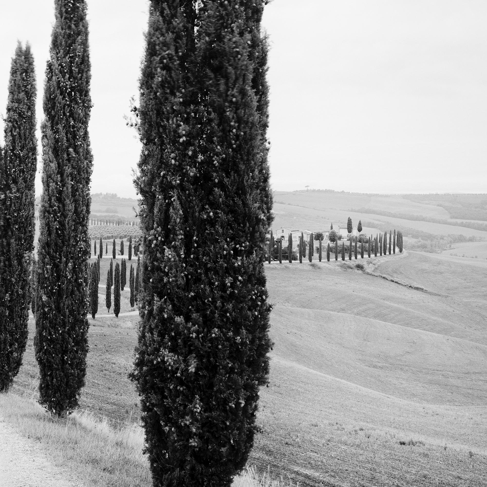 Gerald Berghammer - Cypress Path Panorama Tuscany black white fine art ...