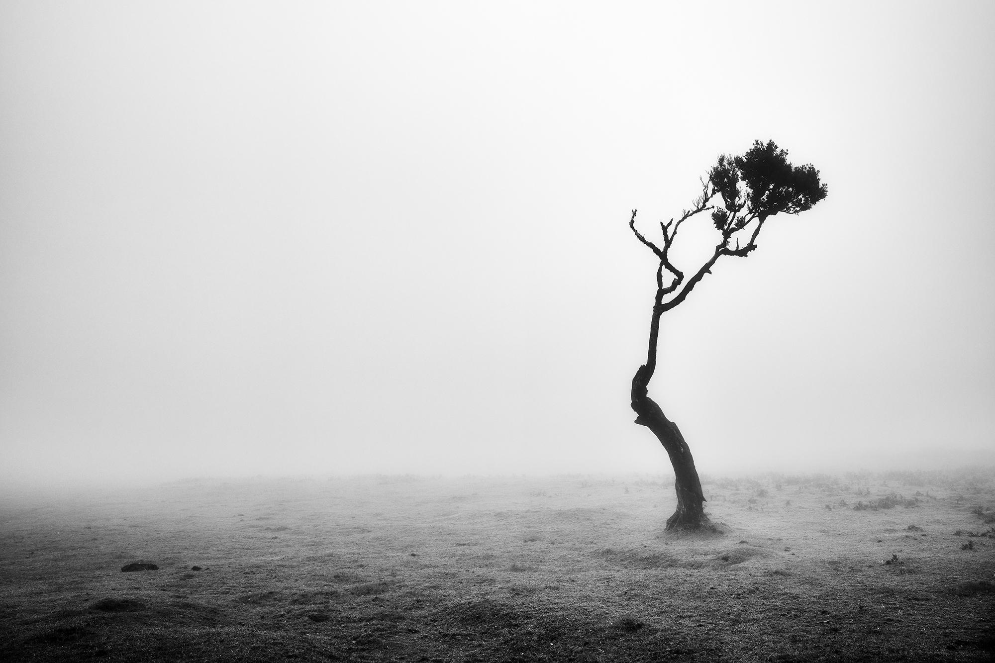 Black And White Lonely Tree