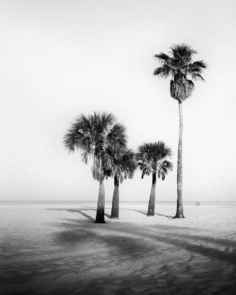 Black And White Beach Palm Trees