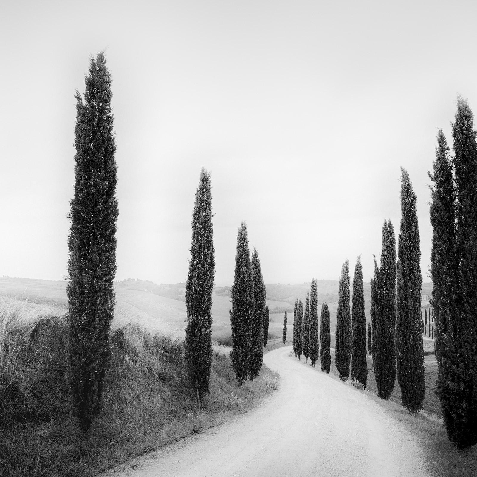 Gerald Berghammer - Path lined with Cypress Trees, Tuscany, Italy ...