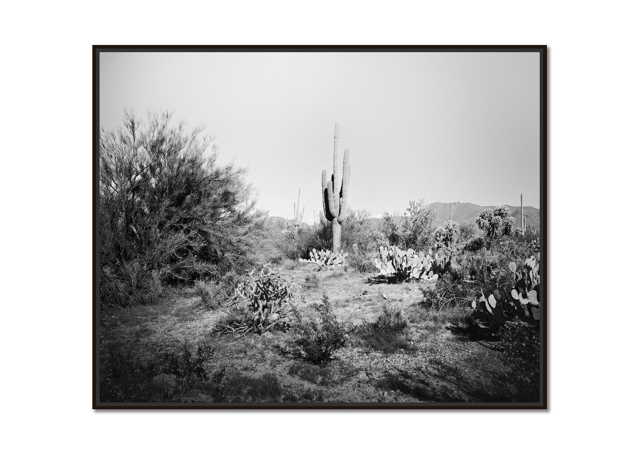 Gerald Berghammer - Saguaro, National Park, Desert, Arizona, USA, Black ...
