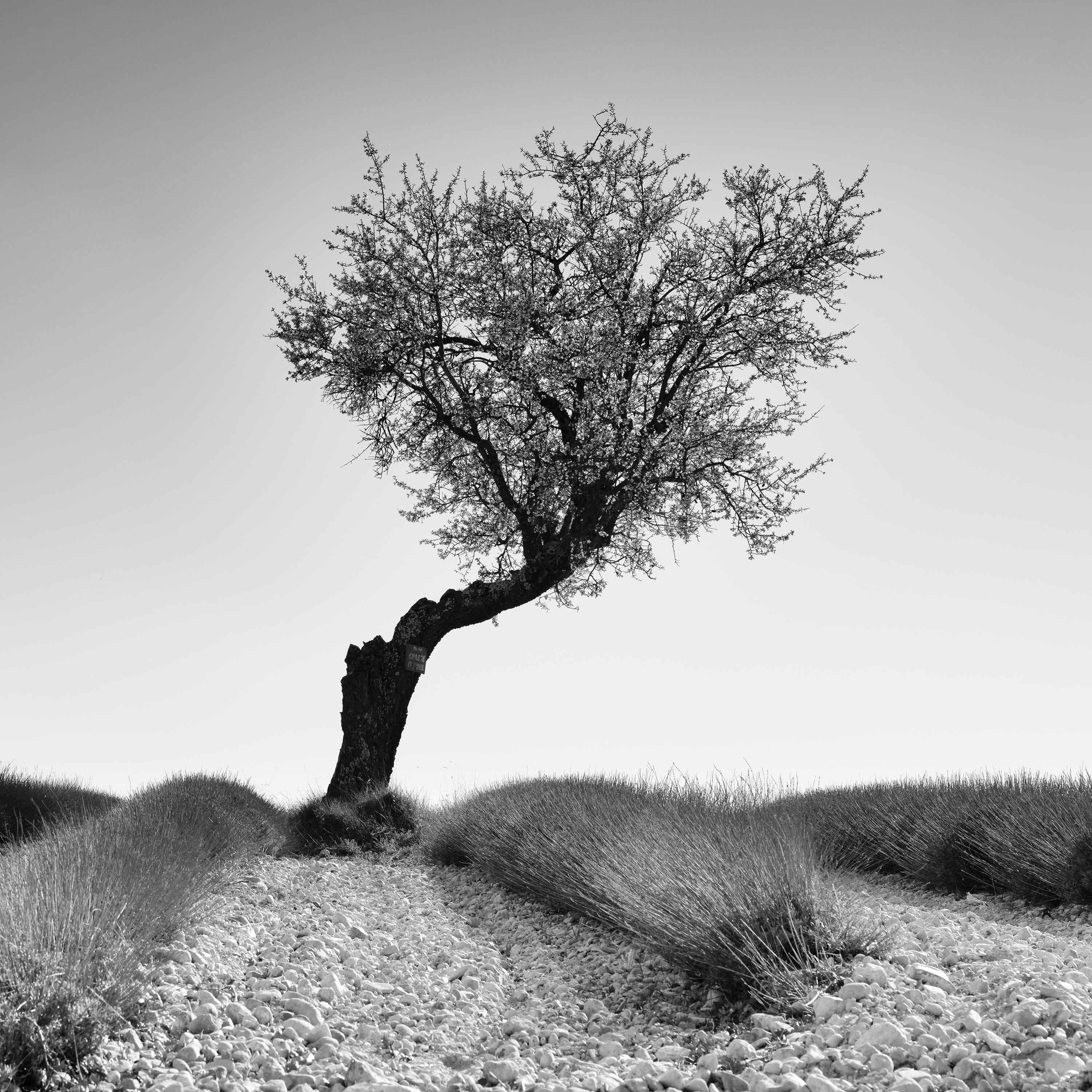 Gerald Berghammer - Tree in stony Lavender Field Provence black and ...