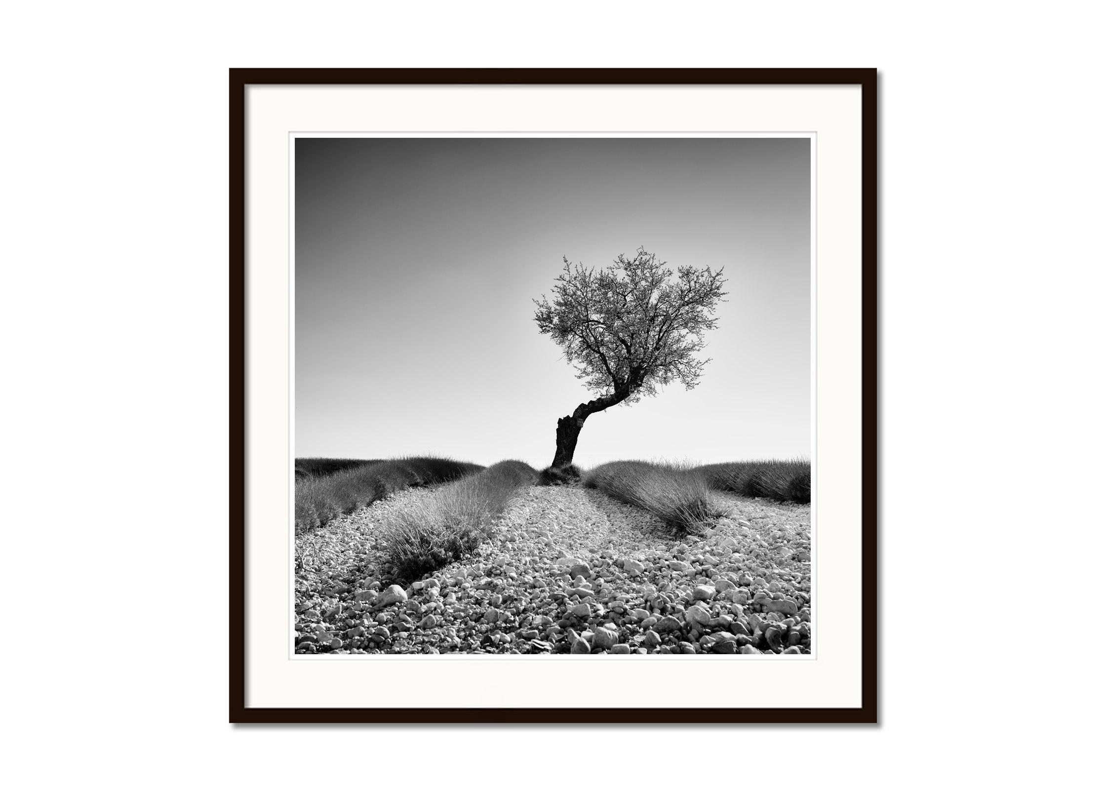 Gerald Berghammer - Tree in stony Lavender Field Provence black and ...