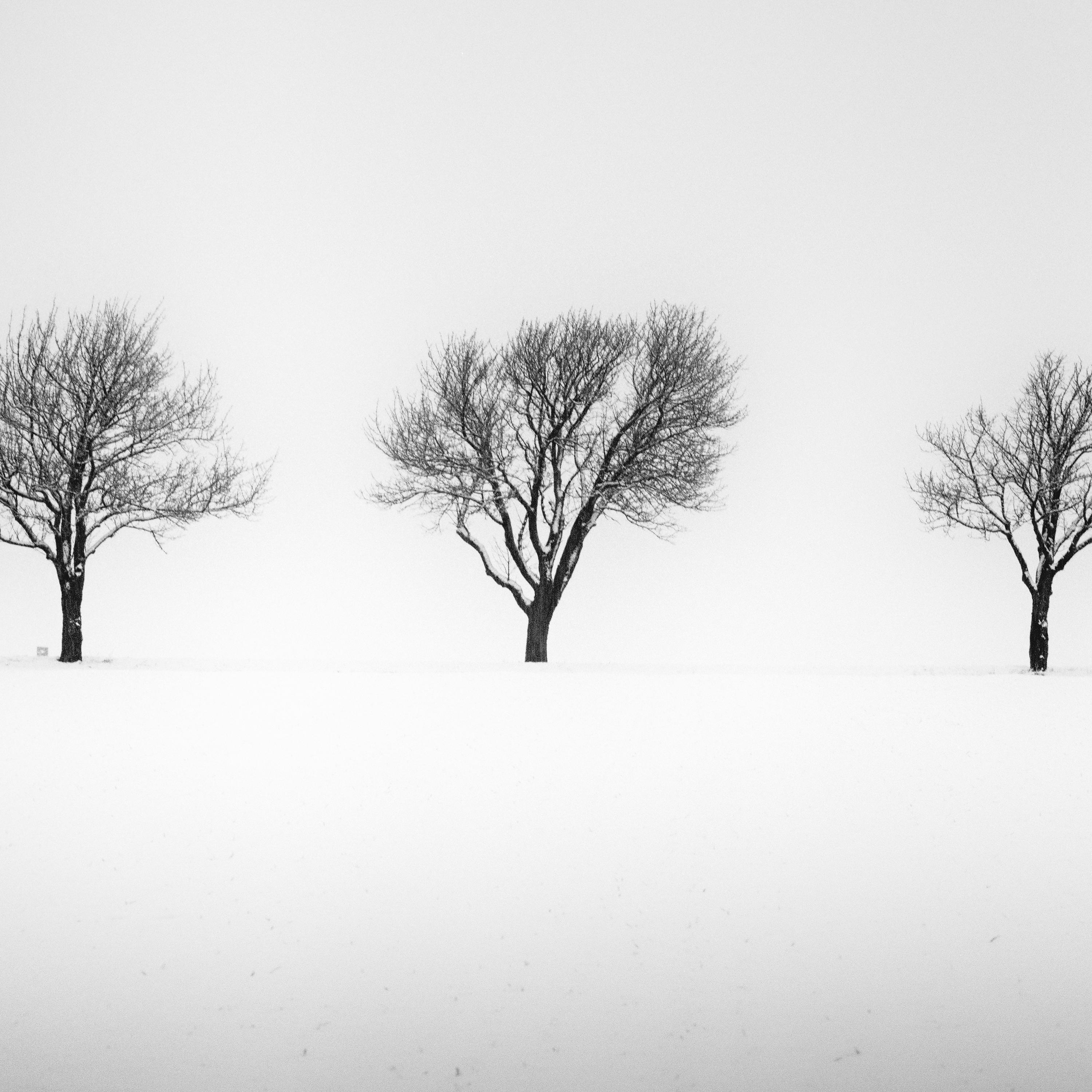 Gerald Berghammer - Trees in snowy Field, winter, snow, black and white ...