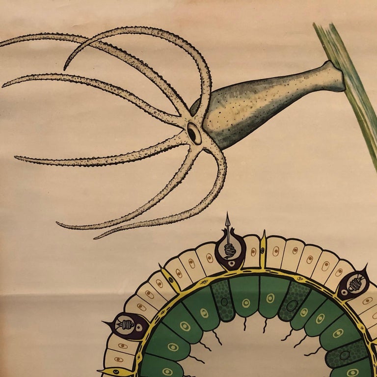 German Educational Zoological Freshwater Polyp Chart For Sale at 1stDibs