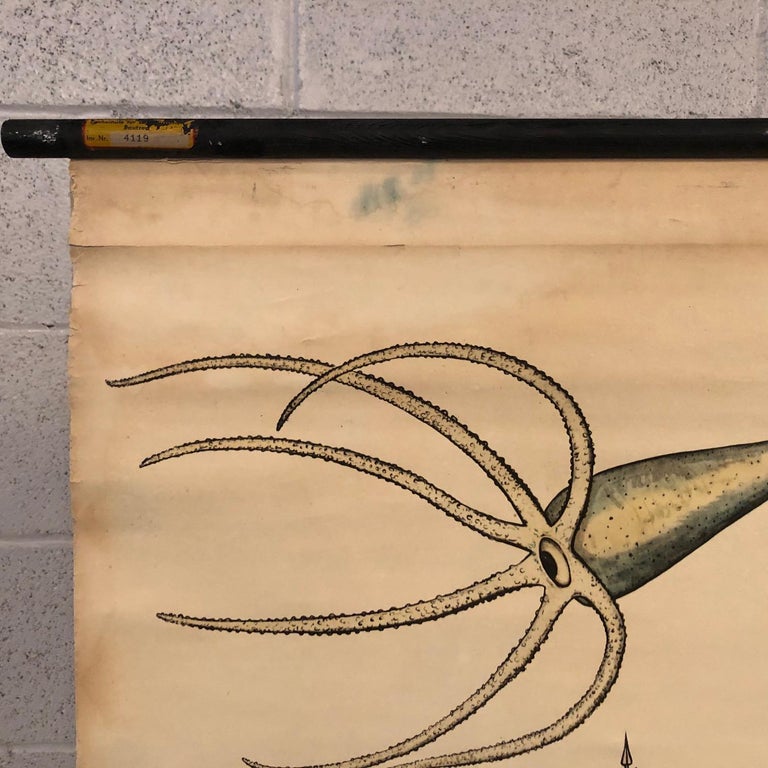 German Educational Zoological Freshwater Polyp Chart For Sale at 1stDibs