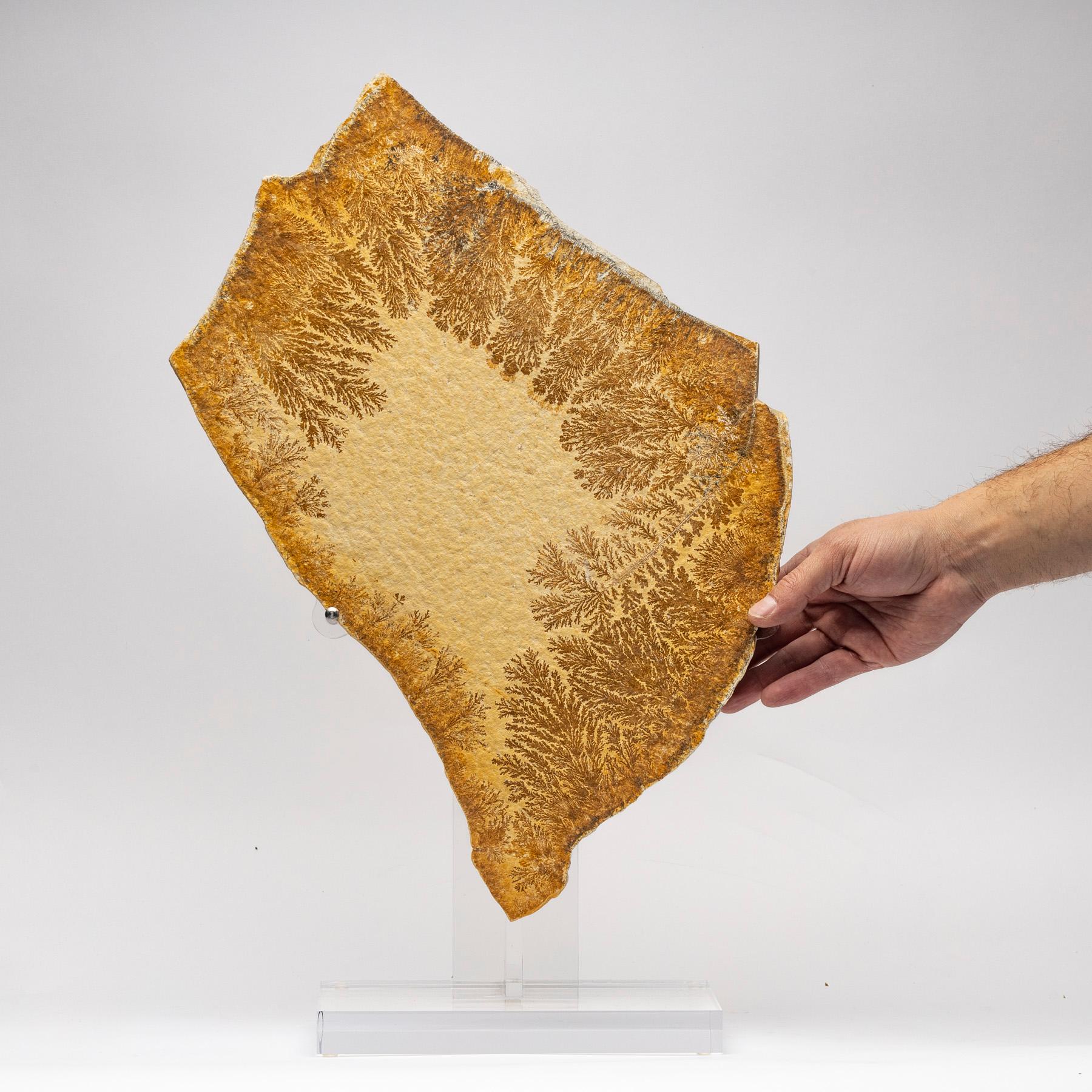 German Natural Dendrite Crystals Mounted in a Custom Acrylic Base For ...