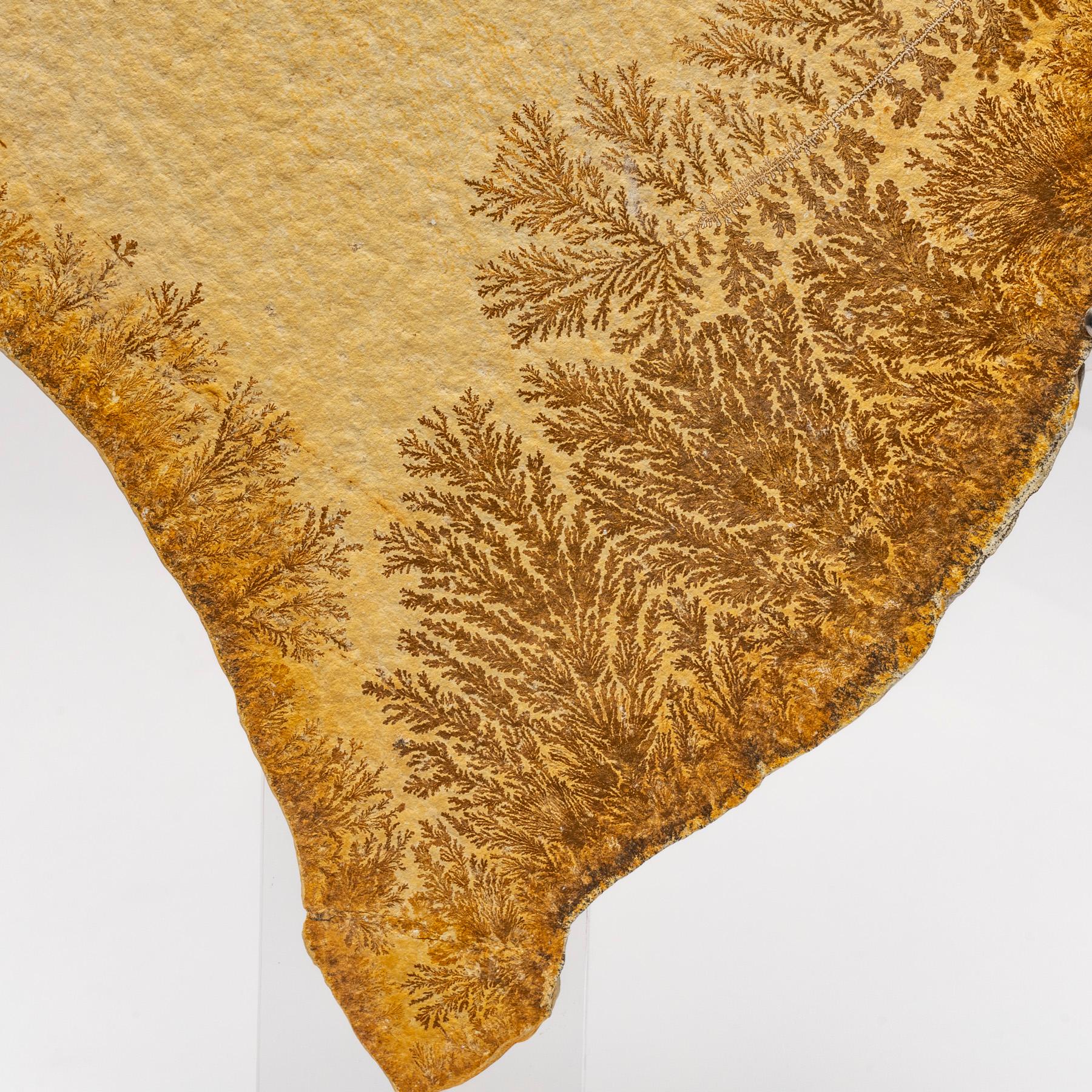 German Natural Dendrite Crystals Mounted in a Custom Acrylic Base For ...