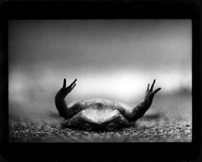 Giacomo Brunelli - Untitled (Toad Upside Down) - Gardens, Nature, Photo ...