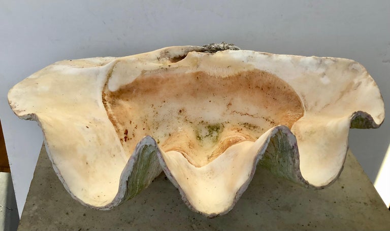 Giant Natural Clam Shell Specimen at 1stDibs