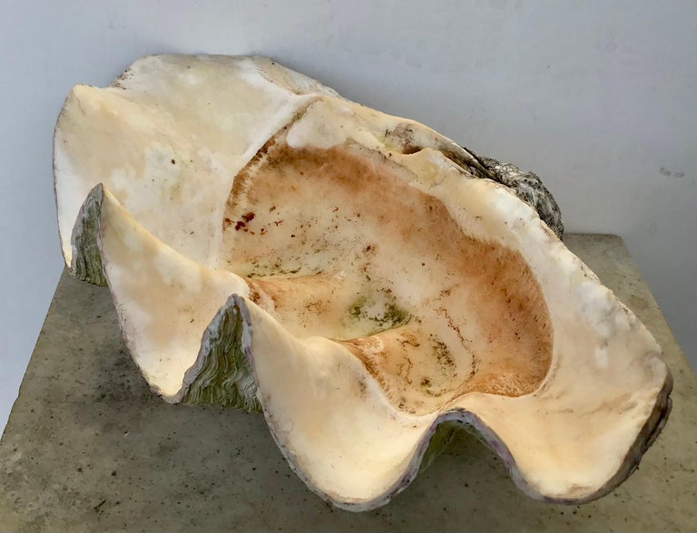 Giant Natural Clam Shell Specimen at 1stDibs