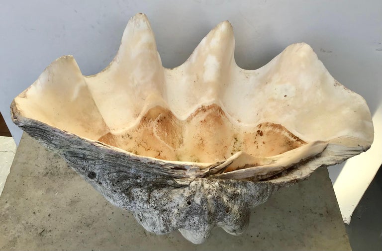 Giant Natural Clam Shell Specimen at 1stDibs