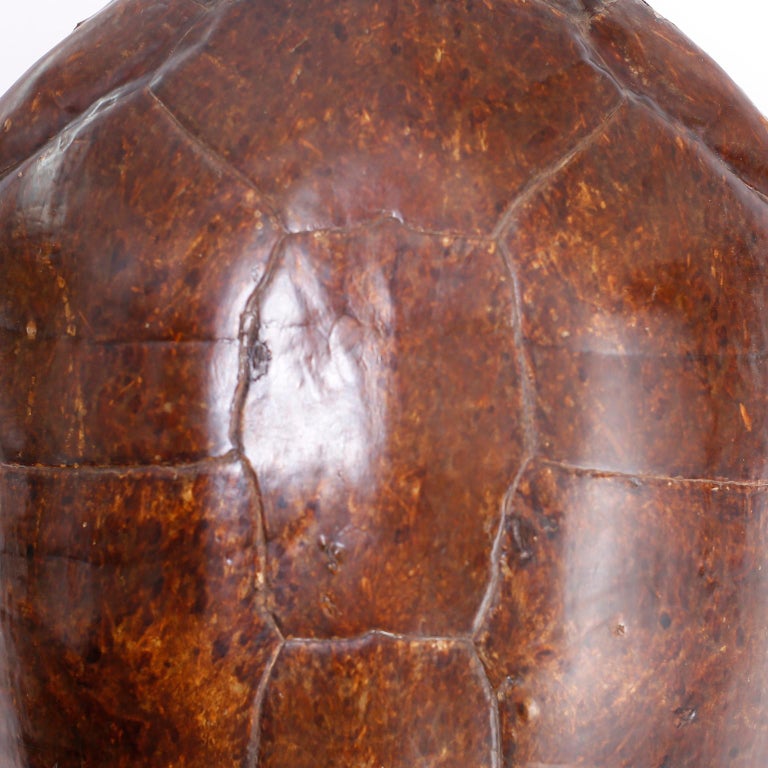 Giant Antique Sea Turtle Shell at 1stDibs | giant turtle shell