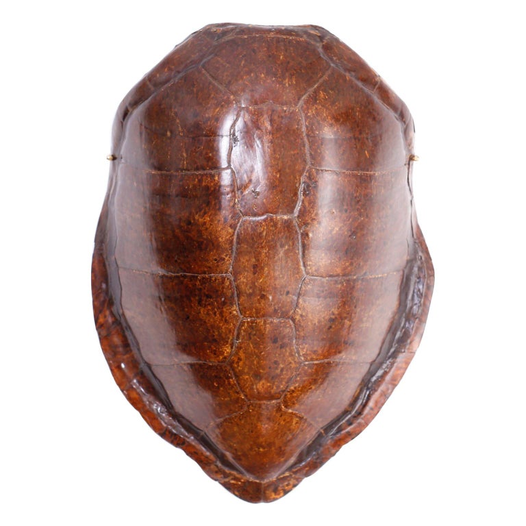 Giant Antique Sea Turtle Shell at 1stDibs