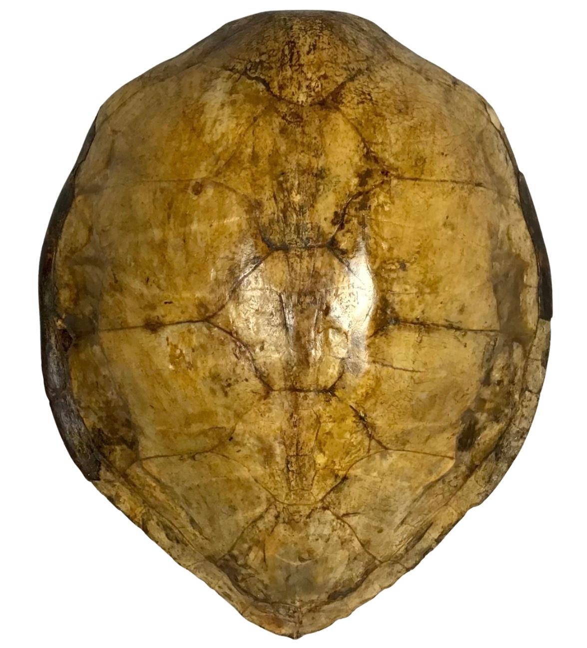 Giant Antique Turtle Carapace or Shell at 1stDibs
