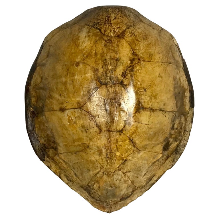 Giant Antique Turtle Carapace or Shell at 1stDibs