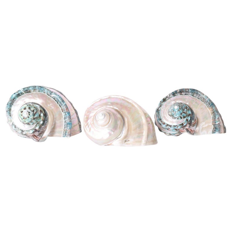 Giant Banded Turbo Shells, Priced Individually For Sale at 1stDibs