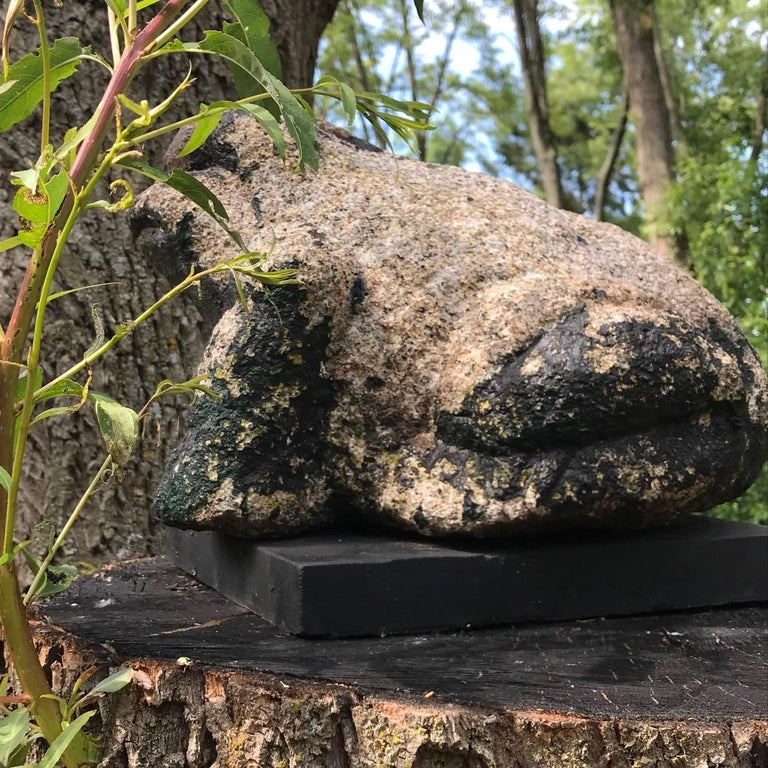 Giant Burly Japanese Antique Stone Frog Found In Vermont Tree, 17" Long ...