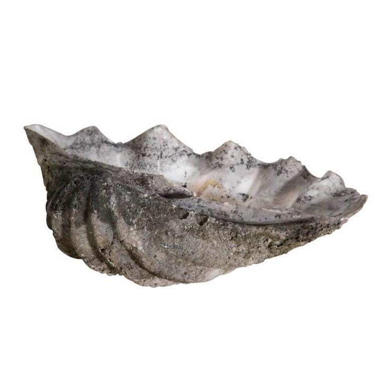 Giant Clam Shell Basin Natural Specimen with Wonderful Patina and ...