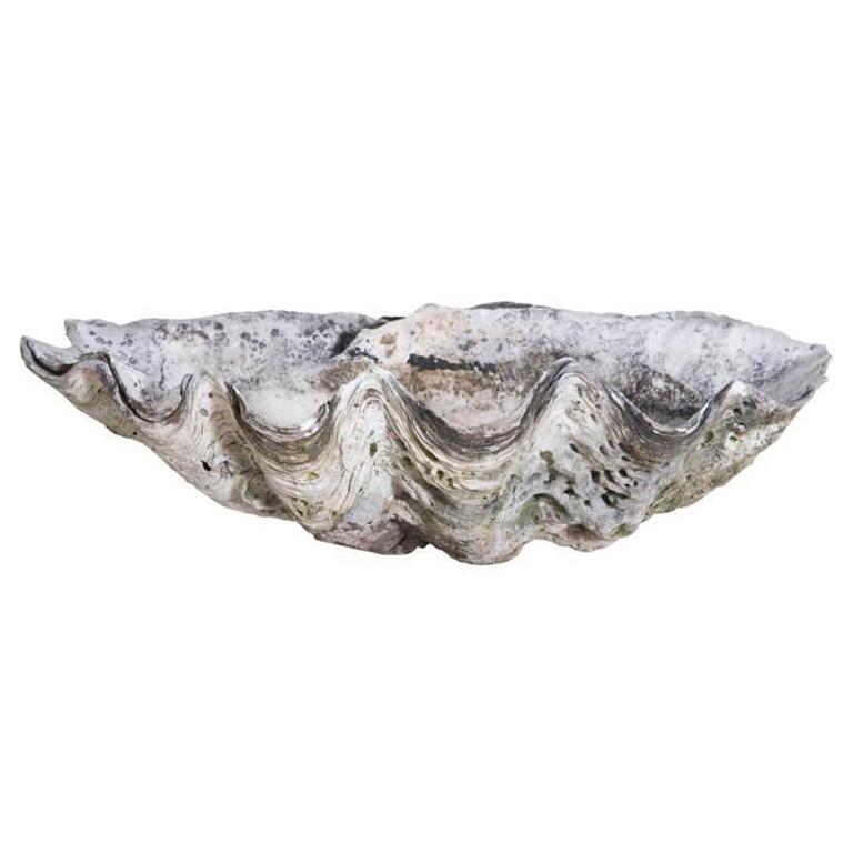 Giant Clam Shell Basin Natural Specimen with Wonderful Patina and ...