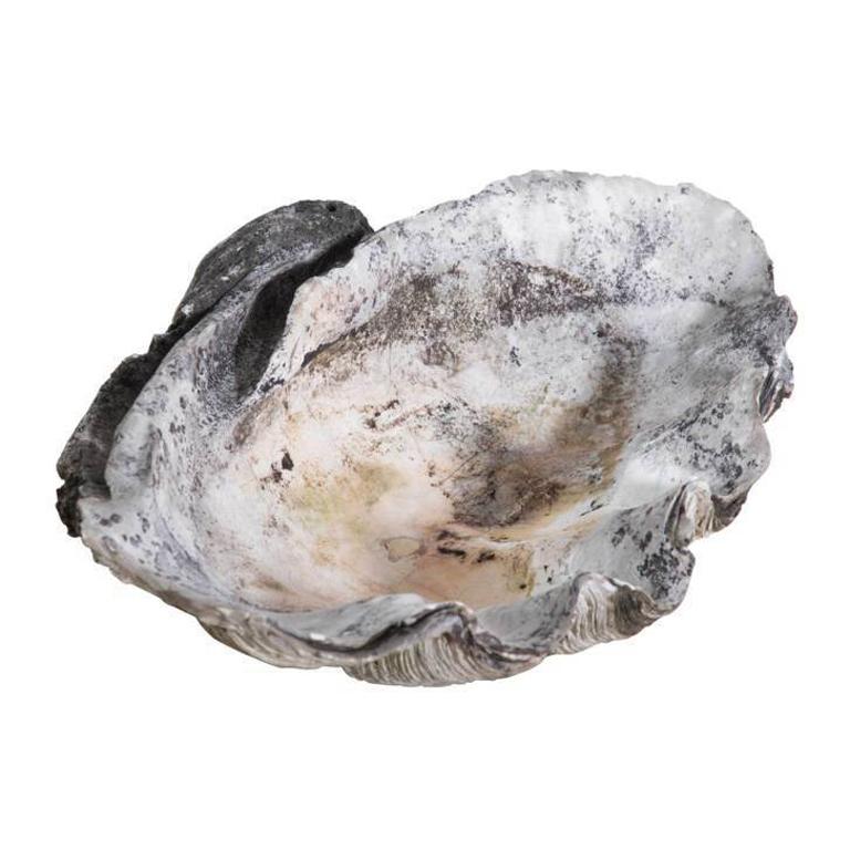 Giant Clam Shell Basin Natural Specimen with Wonderful Patina and ...