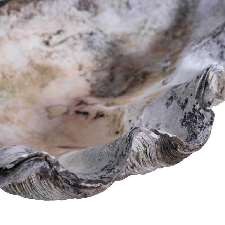 Giant Clam Shell Basin Natural Specimen with Wonderful Patina and ...