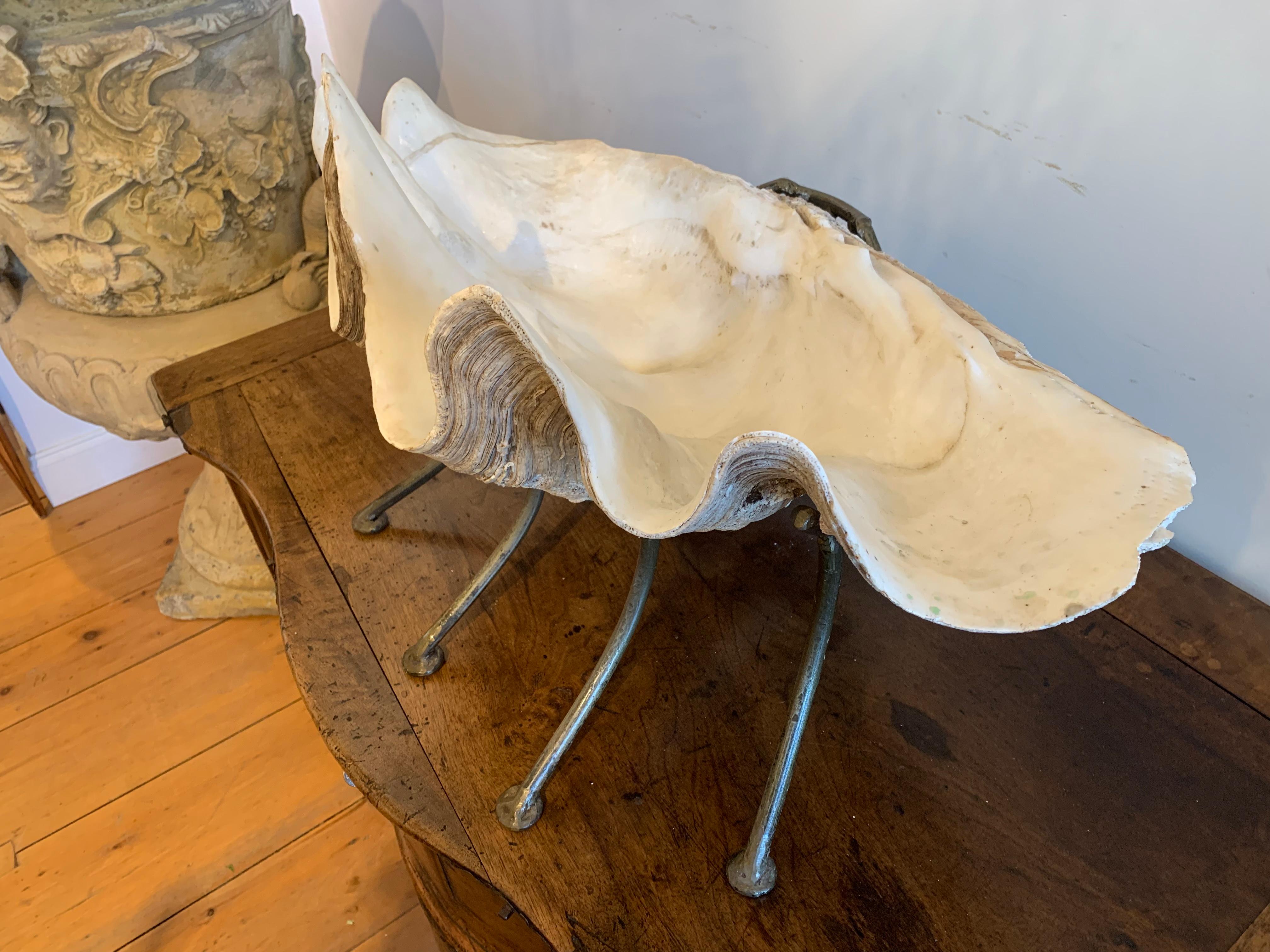 Giant Clam Shell Champagne Cooler and Holder at 1stDibs