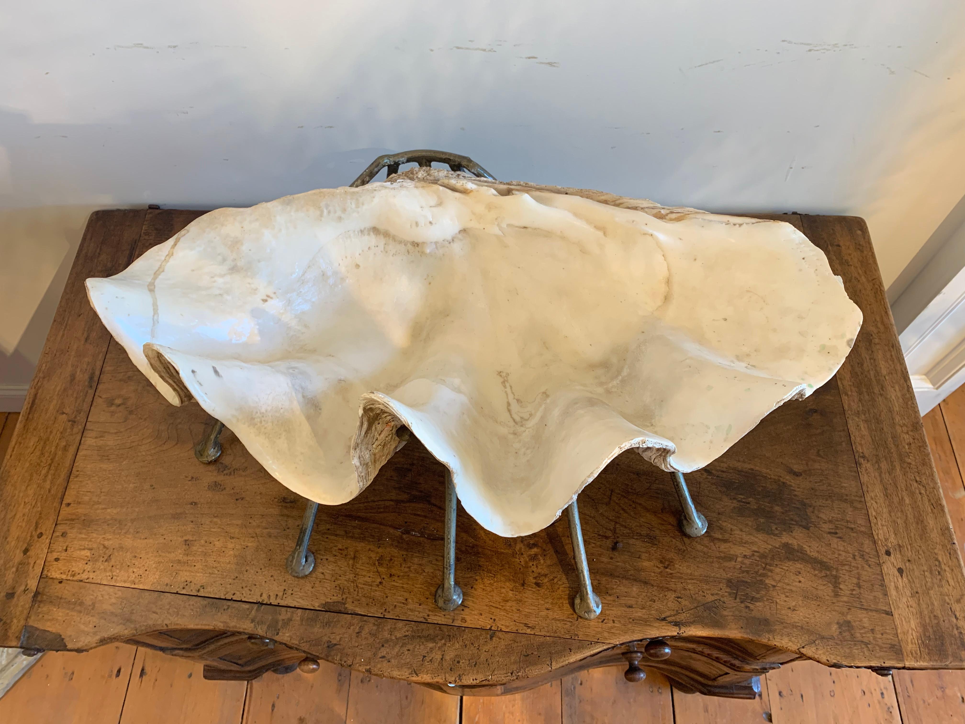 Giant Clam Shell Champagne Cooler and Holder at 1stDibs