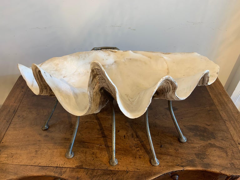 Giant Clam Shell Champagne Cooler and Holder at 1stDibs | clam shell cooler