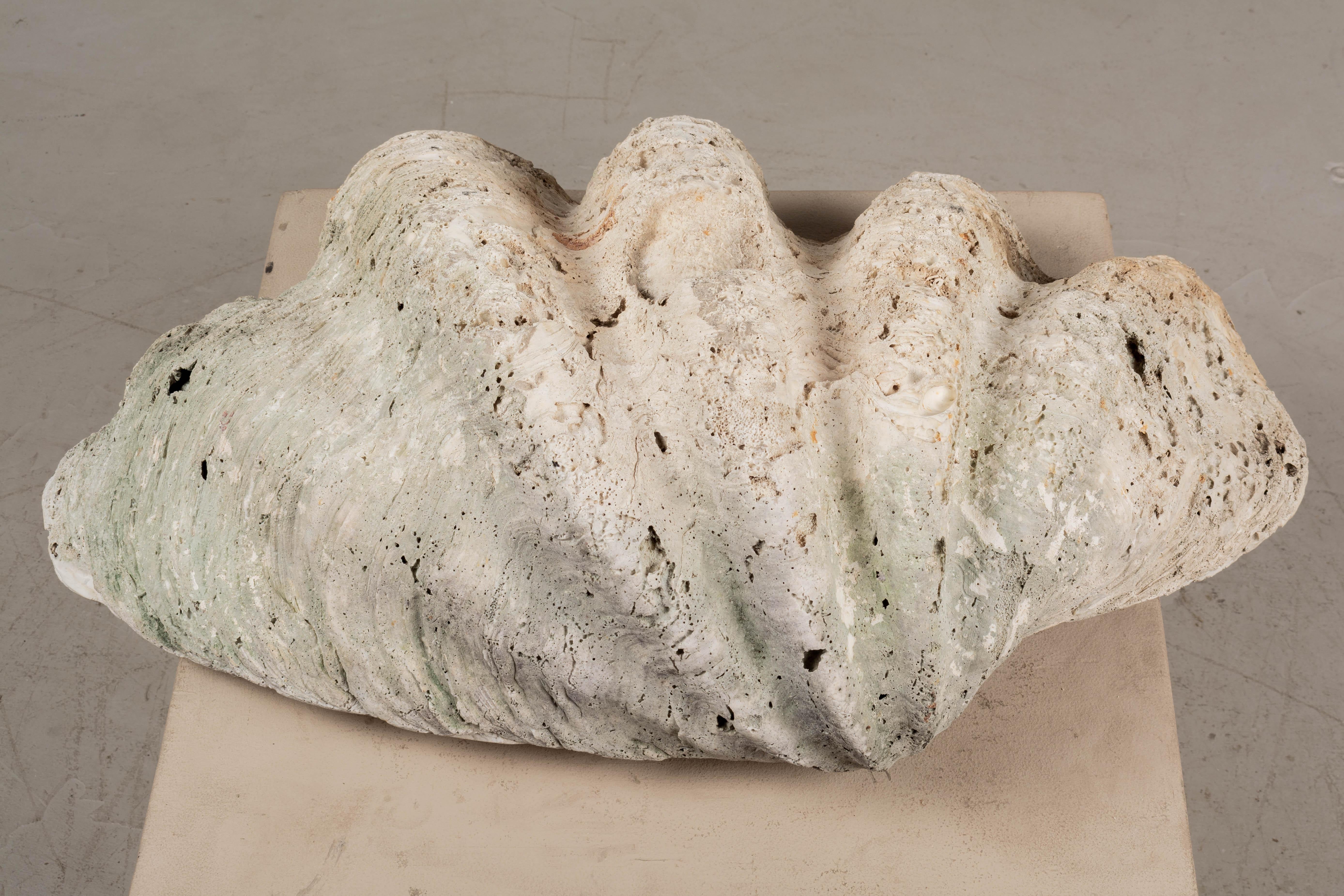 Giant Clam Shell Natural Specimen at 1stDibs