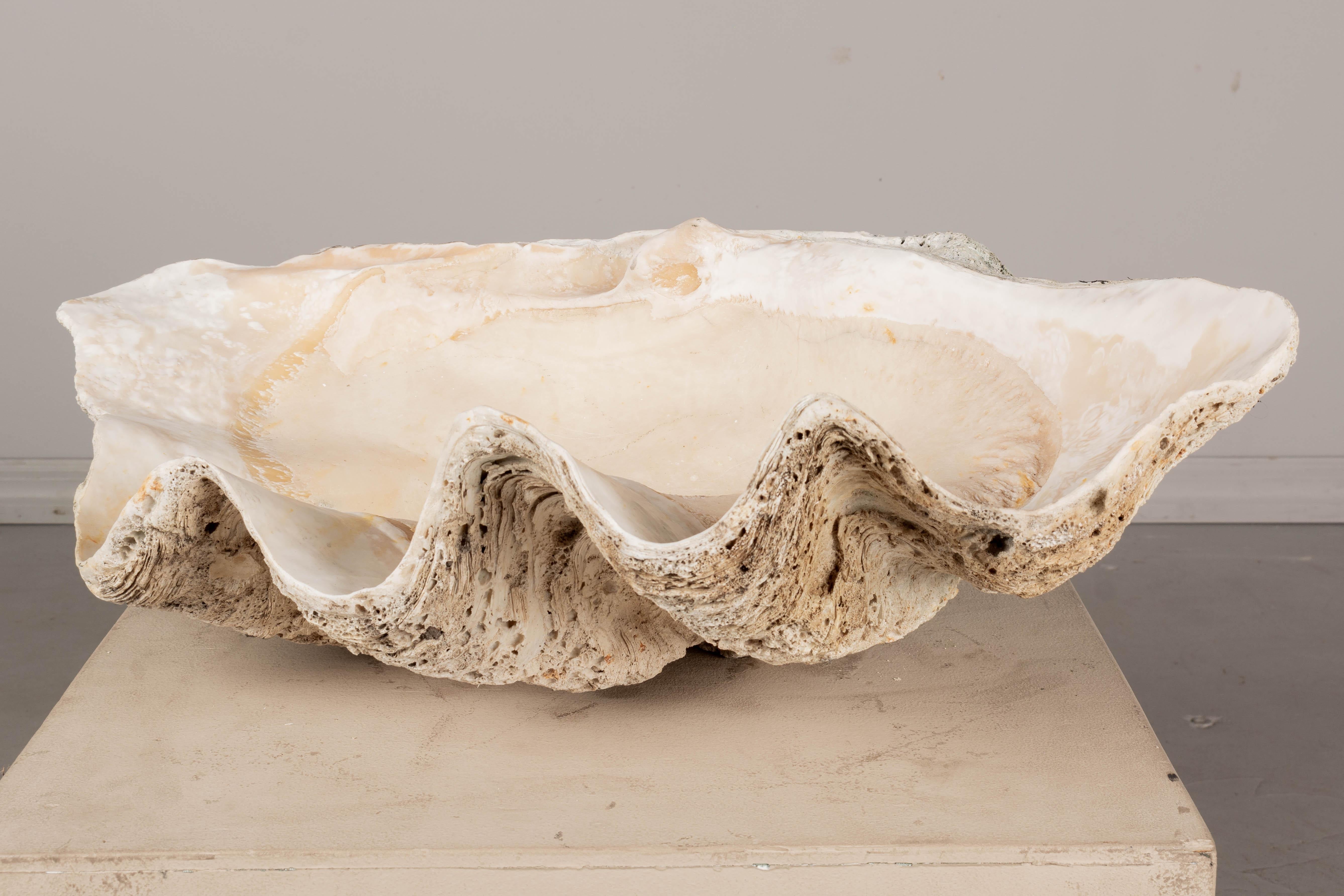 Giant Clam Shell Natural Specimen at 1stDibs