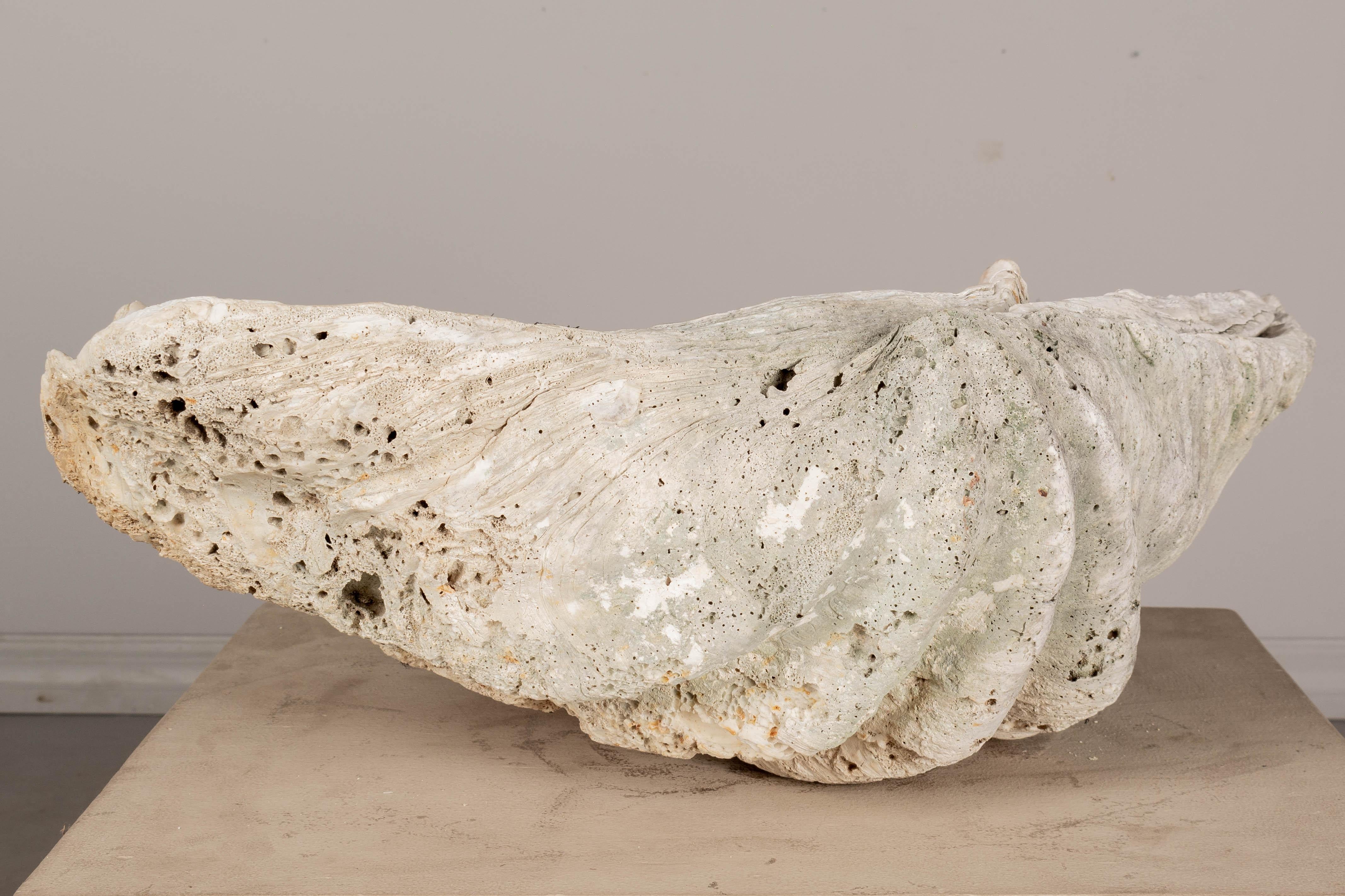 Giant Clam Shell Natural Specimen at 1stDibs