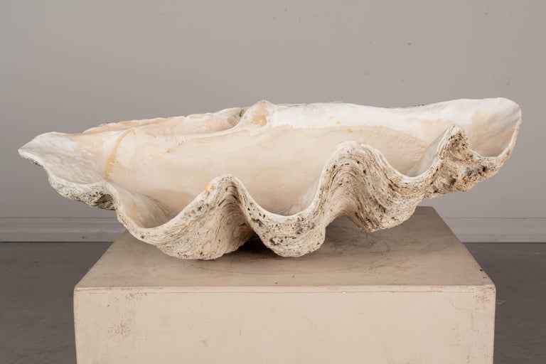 Giant Clam Shell Natural Specimen at 1stDibs