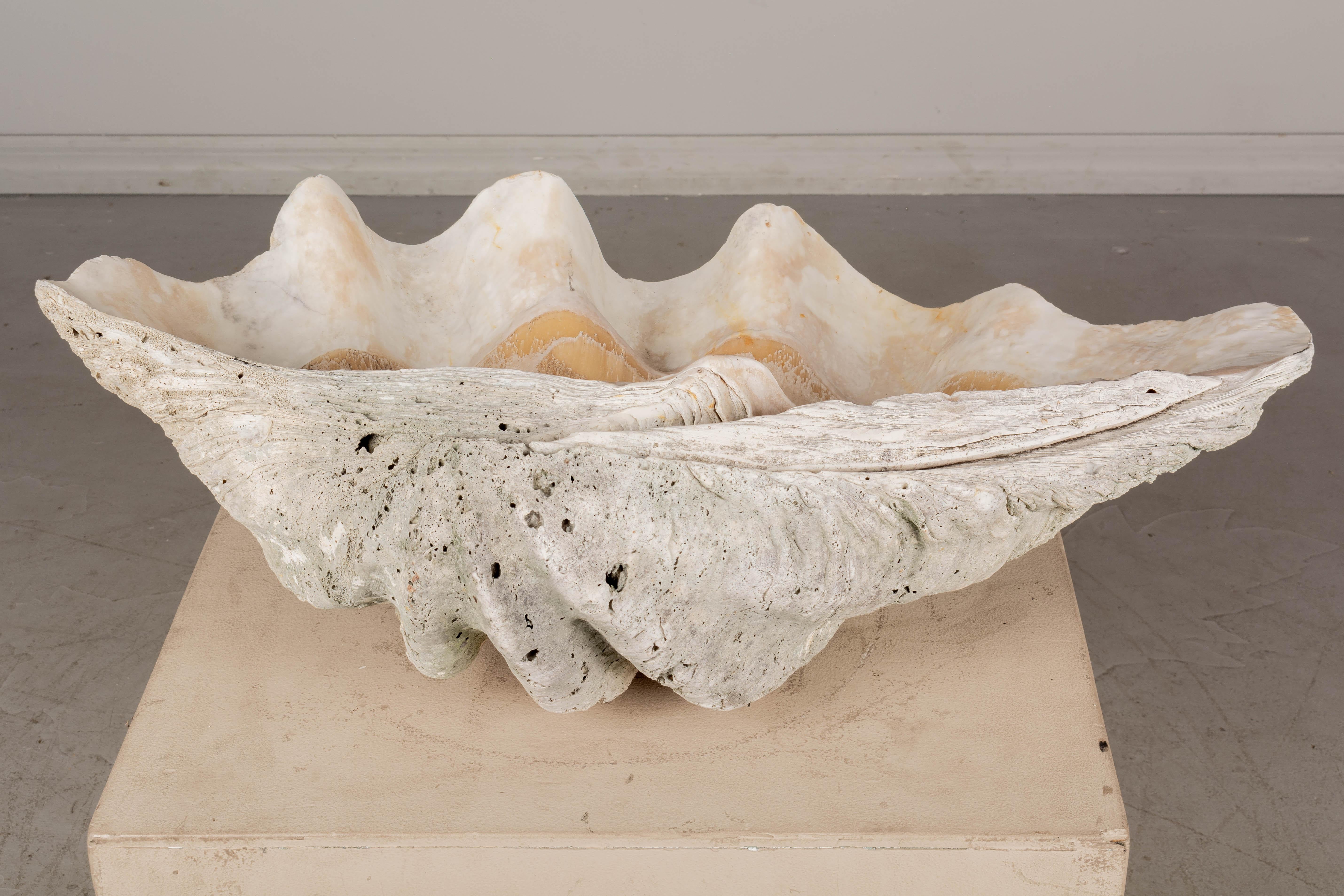 Giant Clam Shell Natural Specimen at 1stDibs