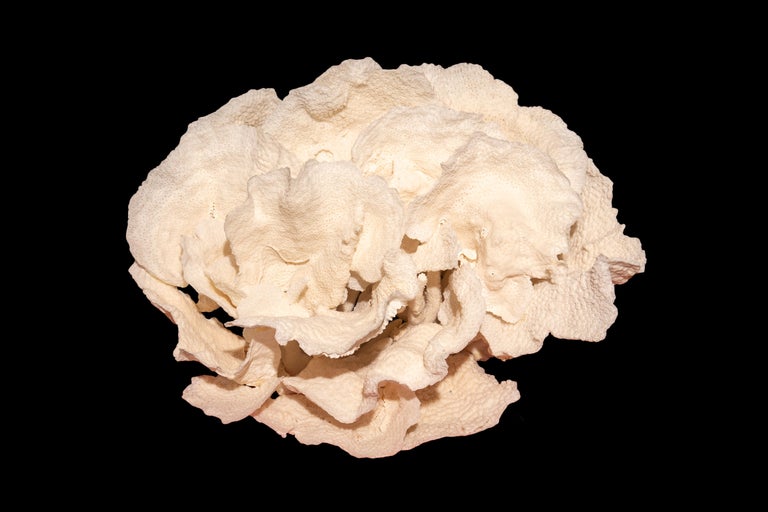 Giant Coral Creation For Sale at 1stDibs