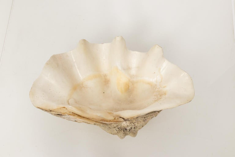 Giant Decorative Clam Shell at 1stDibs