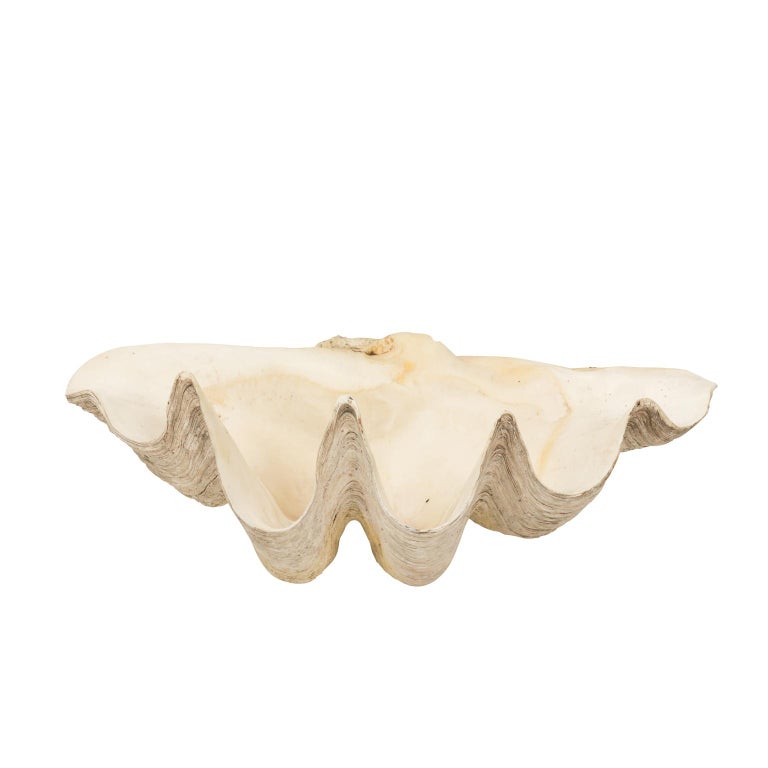 Giant Decorative Clam Shell at 1stDibs